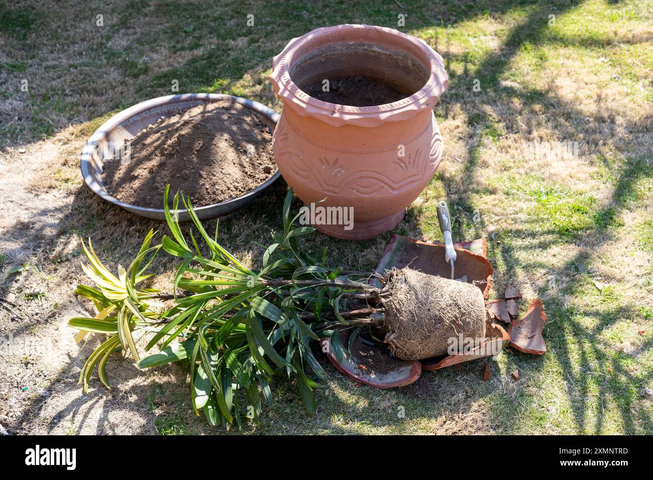 Lady palm variegated hi-res stock photography and images - Alamy