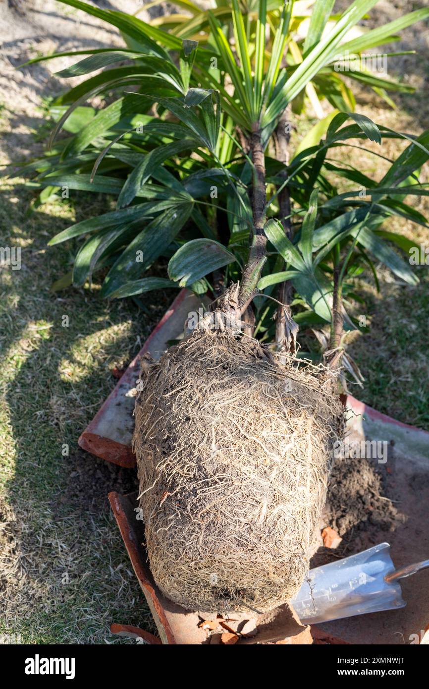 Rhapis excelsa is repotting into new large pot. A Root Bound Rhapis ...