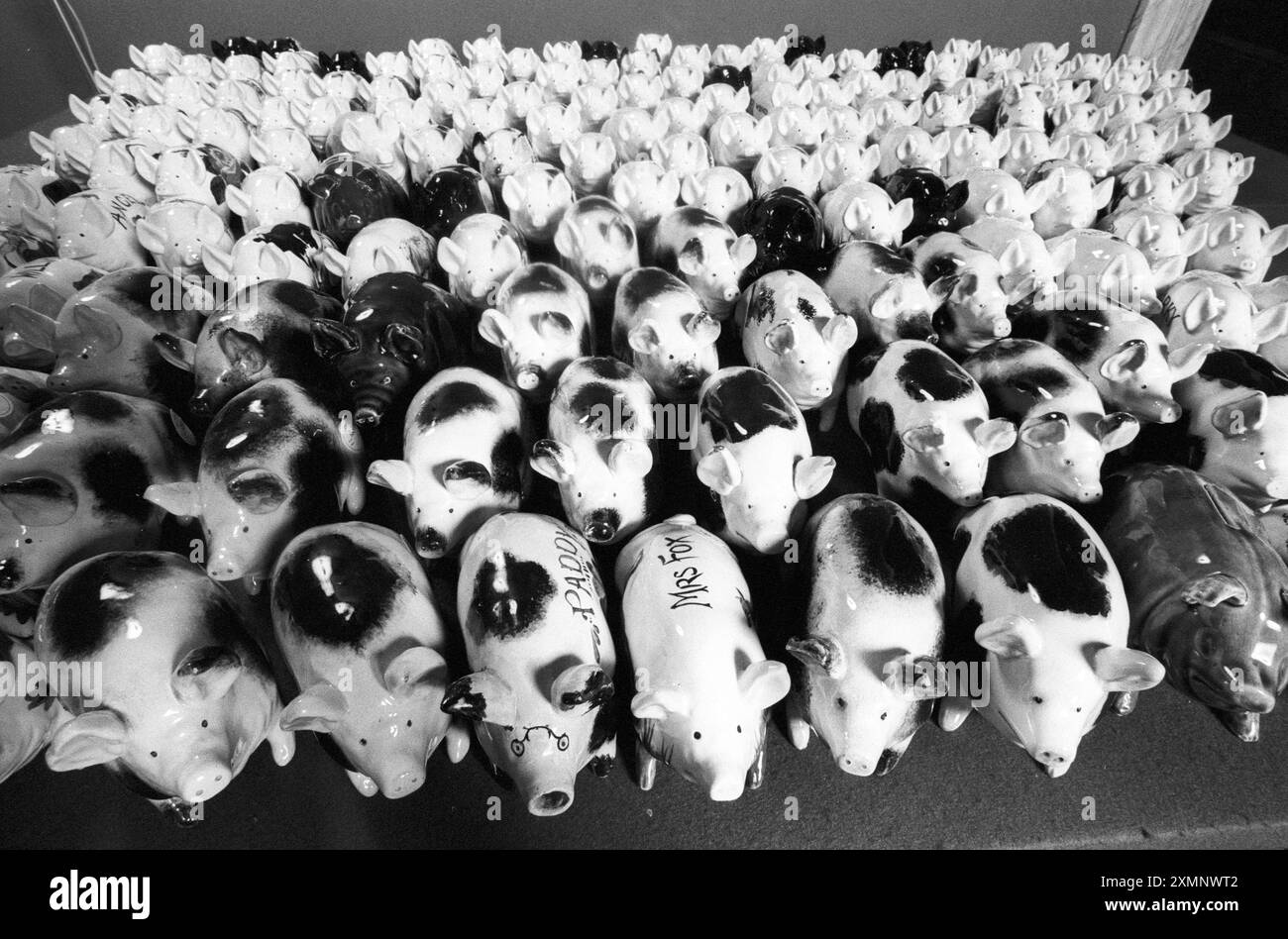 Pigs picture Black and White Stock Photos & Images - Alamy