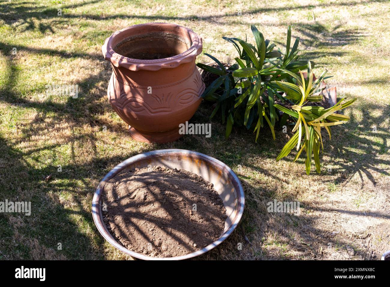 Larger root system hi-res stock photography and images - Alamy