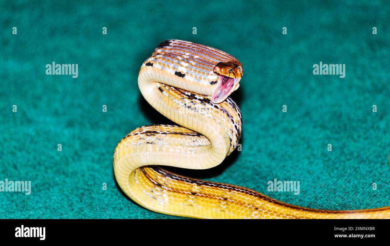 Snake Coelognathus radiatus commonly known as the radiated ratsnake its ...