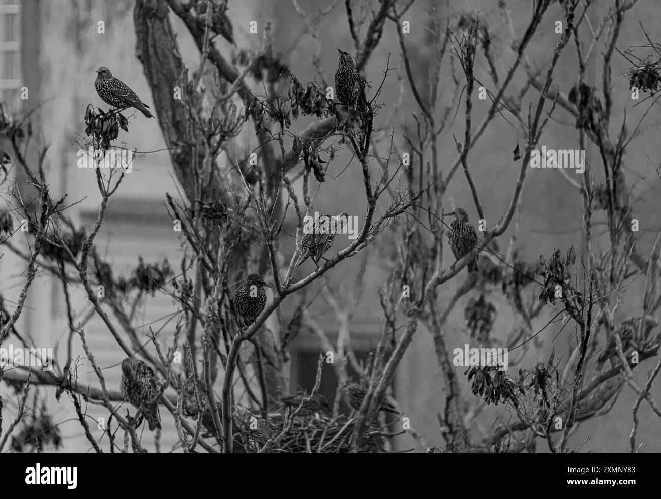 Tropical bird on white background Black and White Stock Photos & Images ...