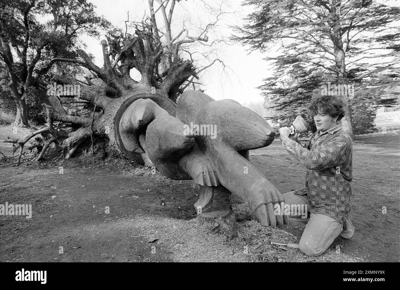 This fallen cedar of Lebanon was one of the giant trees in Stanmer Park ...