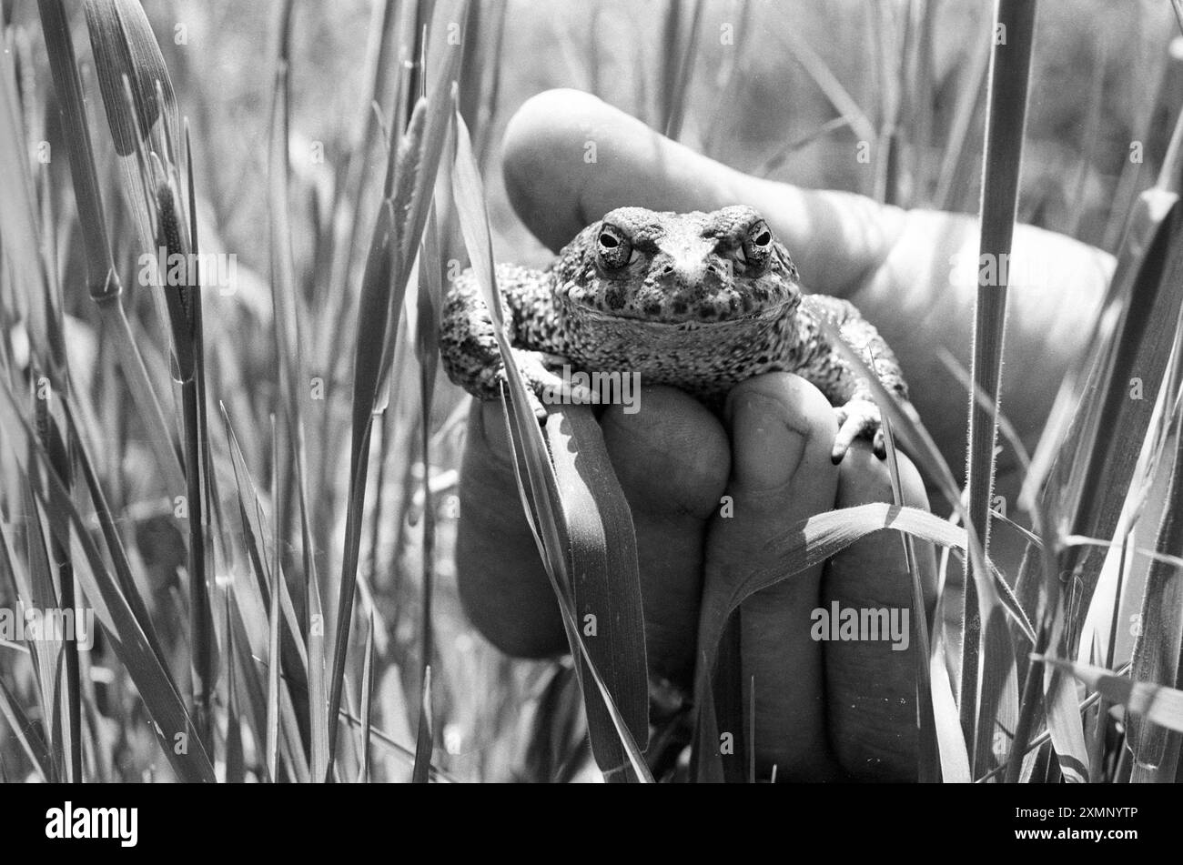 Dr Trevor Beebee holding a toad ????11 June - no year Picture by Roger ...