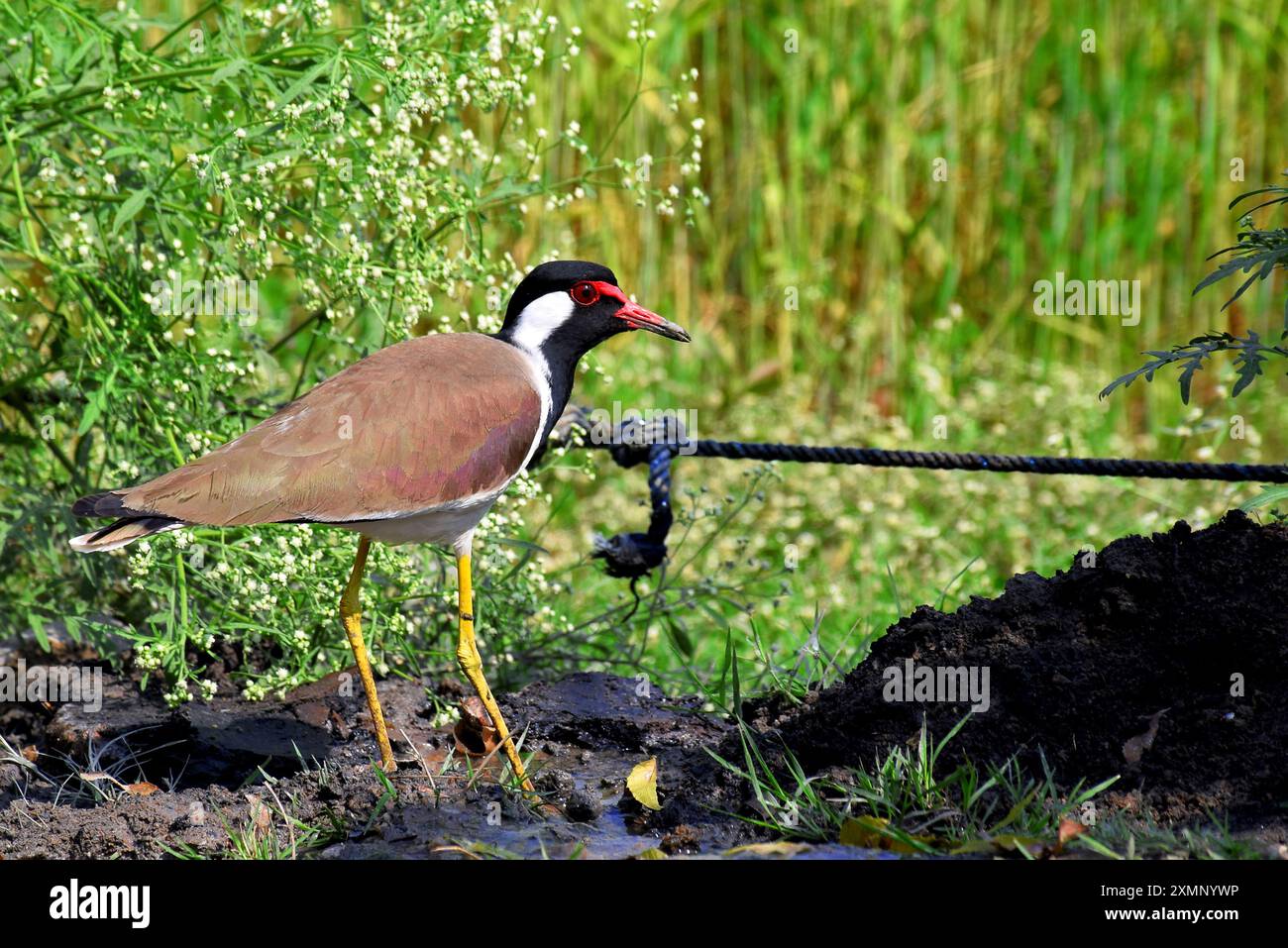 Monsoon india farm hi-res stock photography and images - Alamy