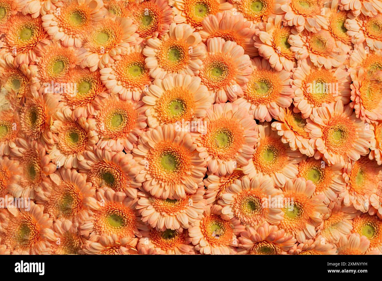 Gerbera coral flowers, top view, natural background, floral wallpaper ...