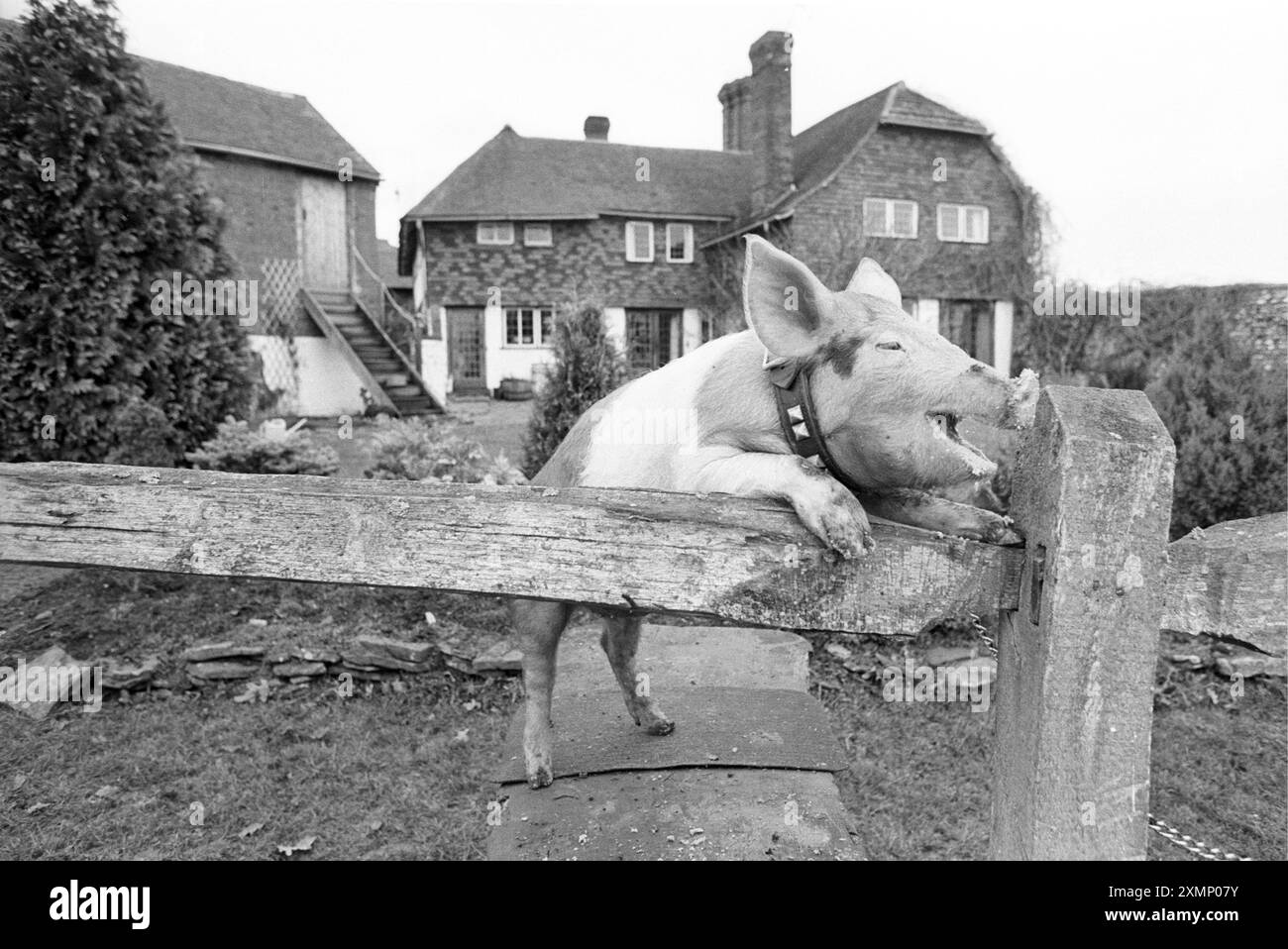 Roger hog hi-res stock photography and images - Alamy