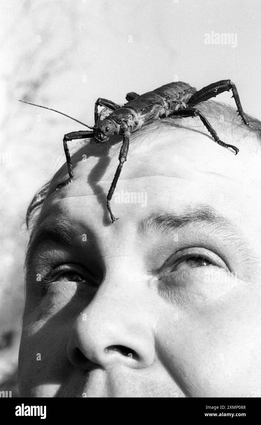 Scary insect Black and White Stock Photos & Images - Alamy