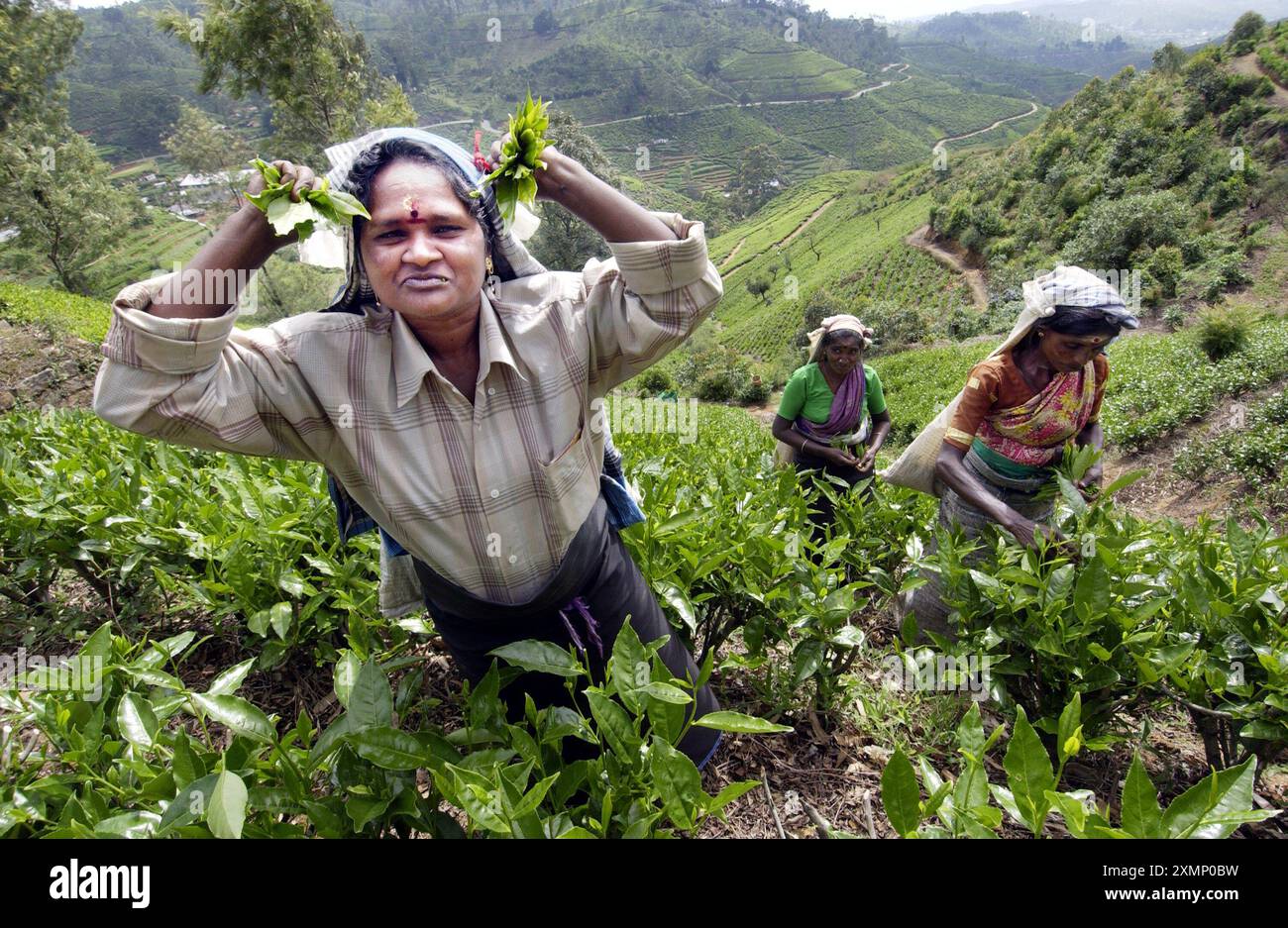 Picture by Roger Bamber: 7 June 2005: Tea pickers fill baskets with Tea ...