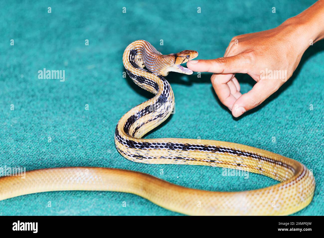 Aggressive snake Coelognathus radiatus commonly known as the radiated ...