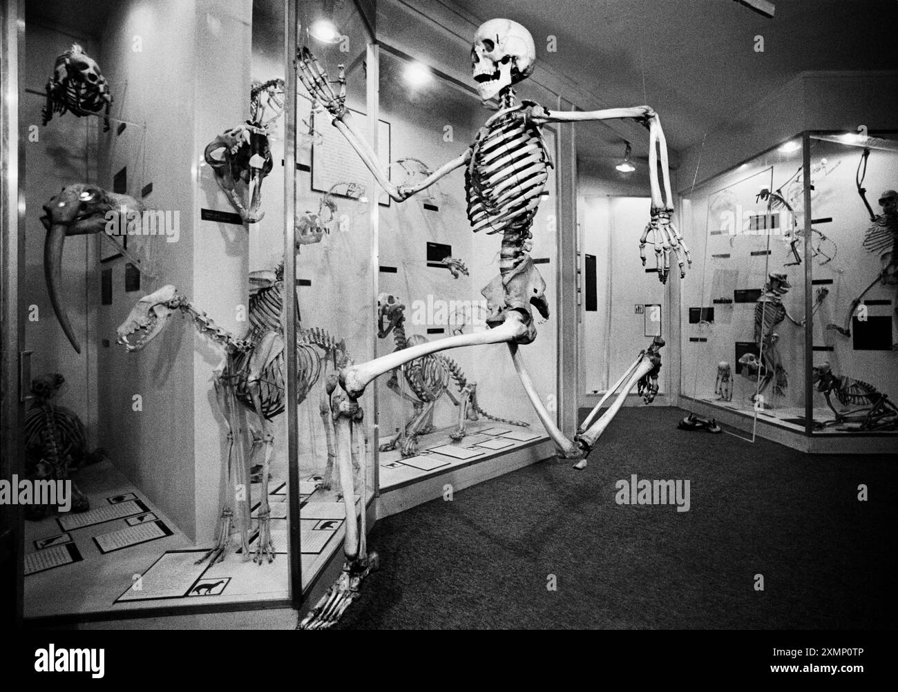 The Booth Museum of Natural History in Hove was celebrating its ...