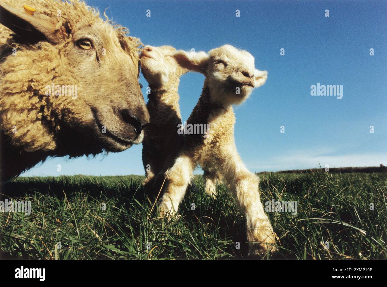 New Born Twin Cornish Lambs with Mother Ewe Stock Photo - Alamy