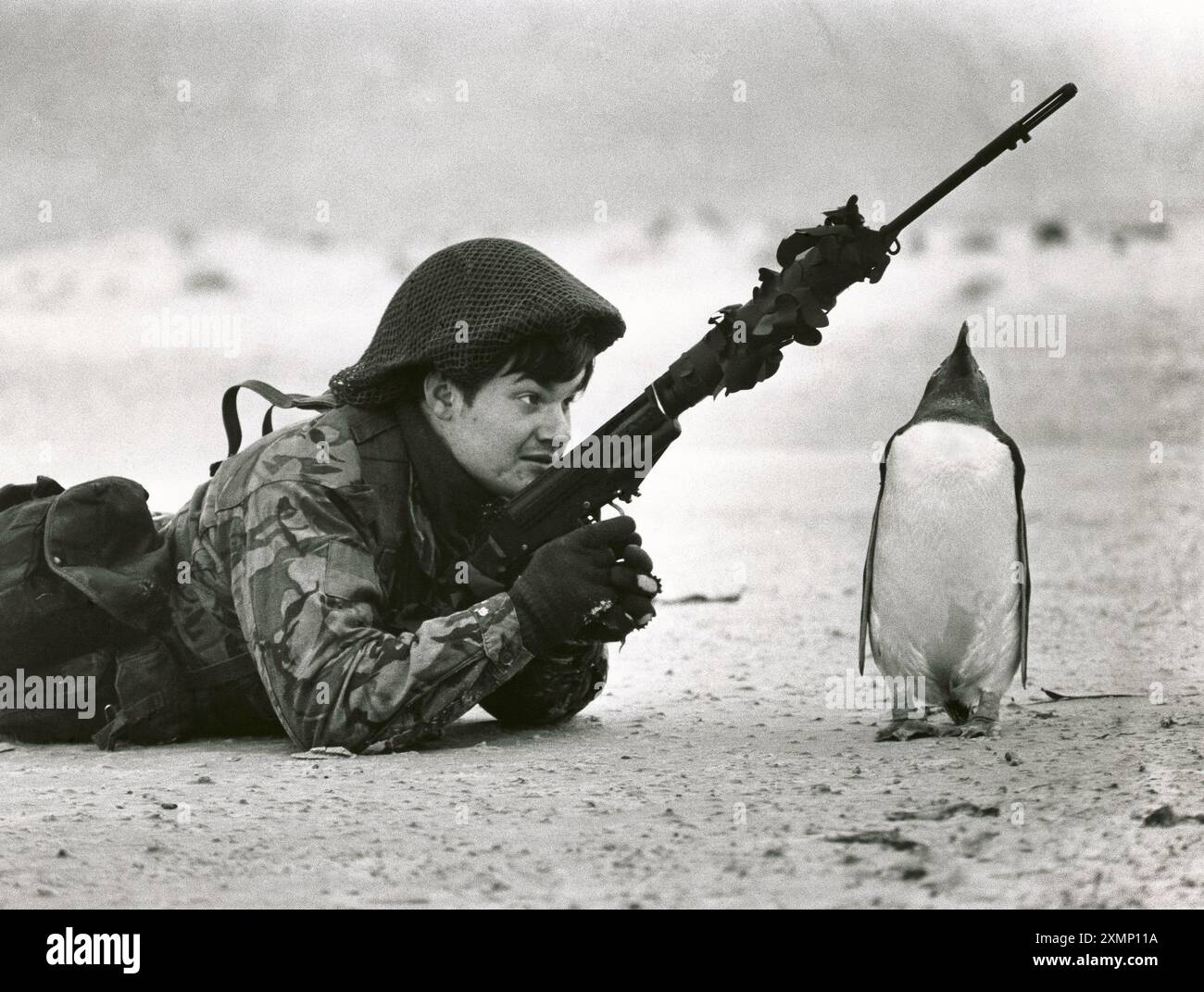 Falklands penguin war soldier hi-res stock photography and images - Alamy