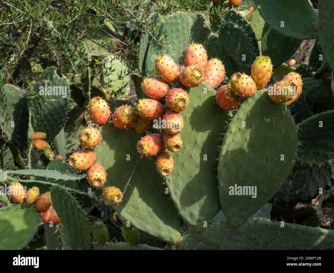Opuntia also known as Prickly pear cactus are known for their flavorful ...