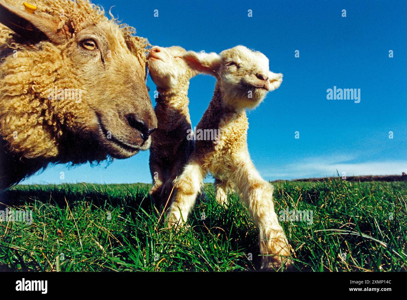 Lambs born hi-res stock photography and images - Alamy