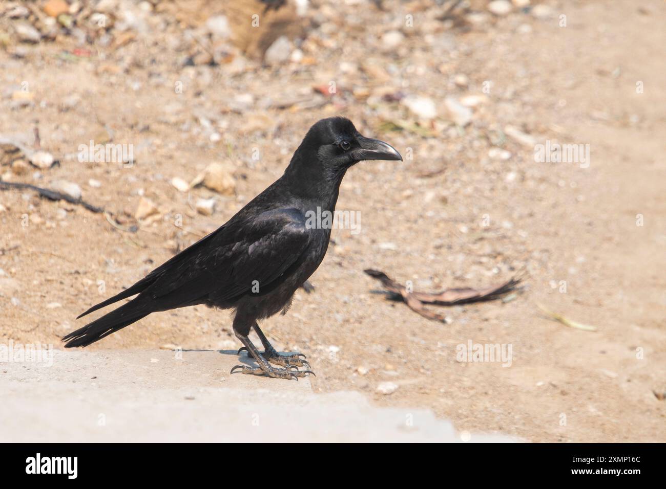 large-billed crow (Corvus macrorhynchos) or jungle crow near ...