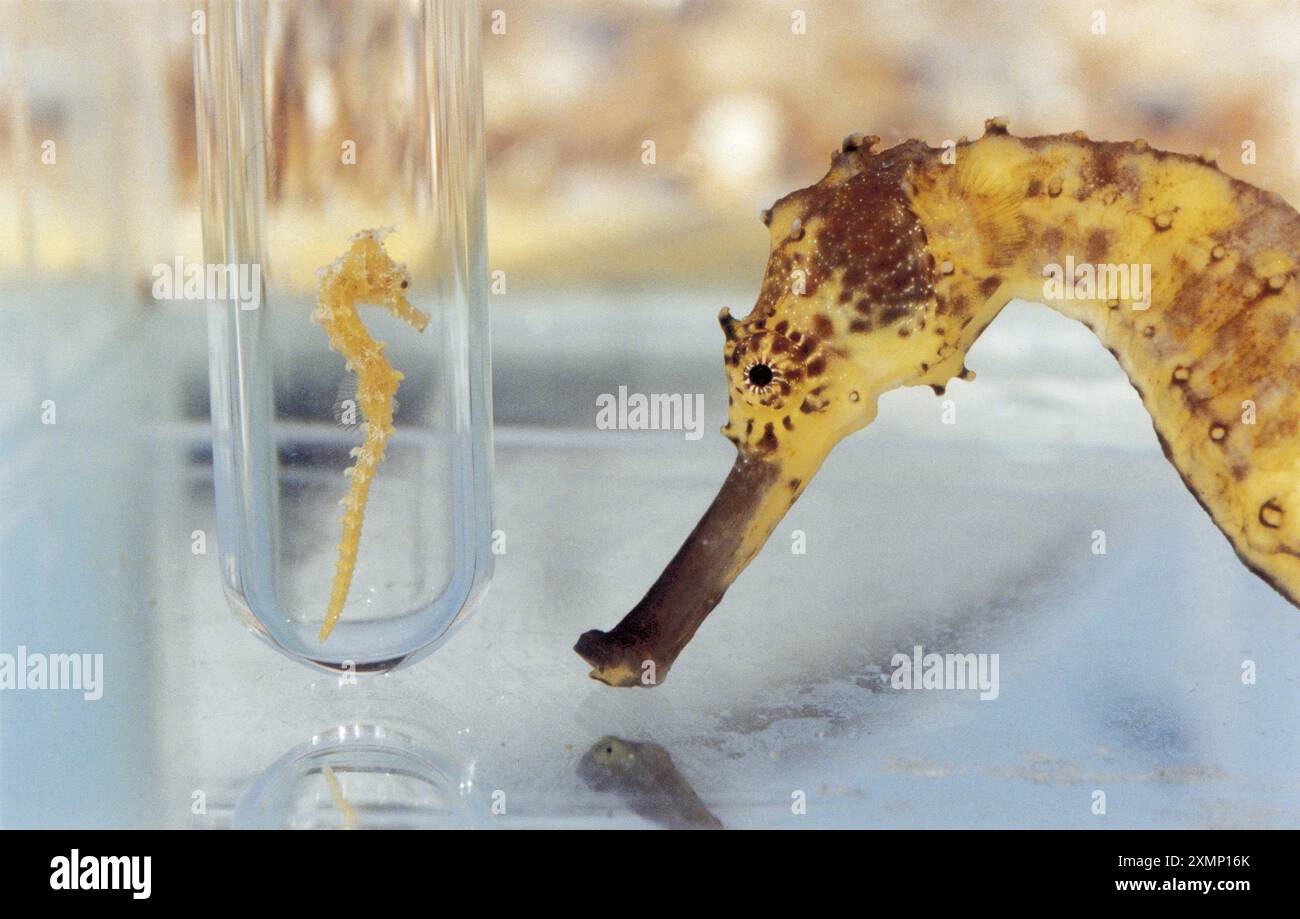 father seahorse and test tube baby in an aquarium Stock Photo - Alamy