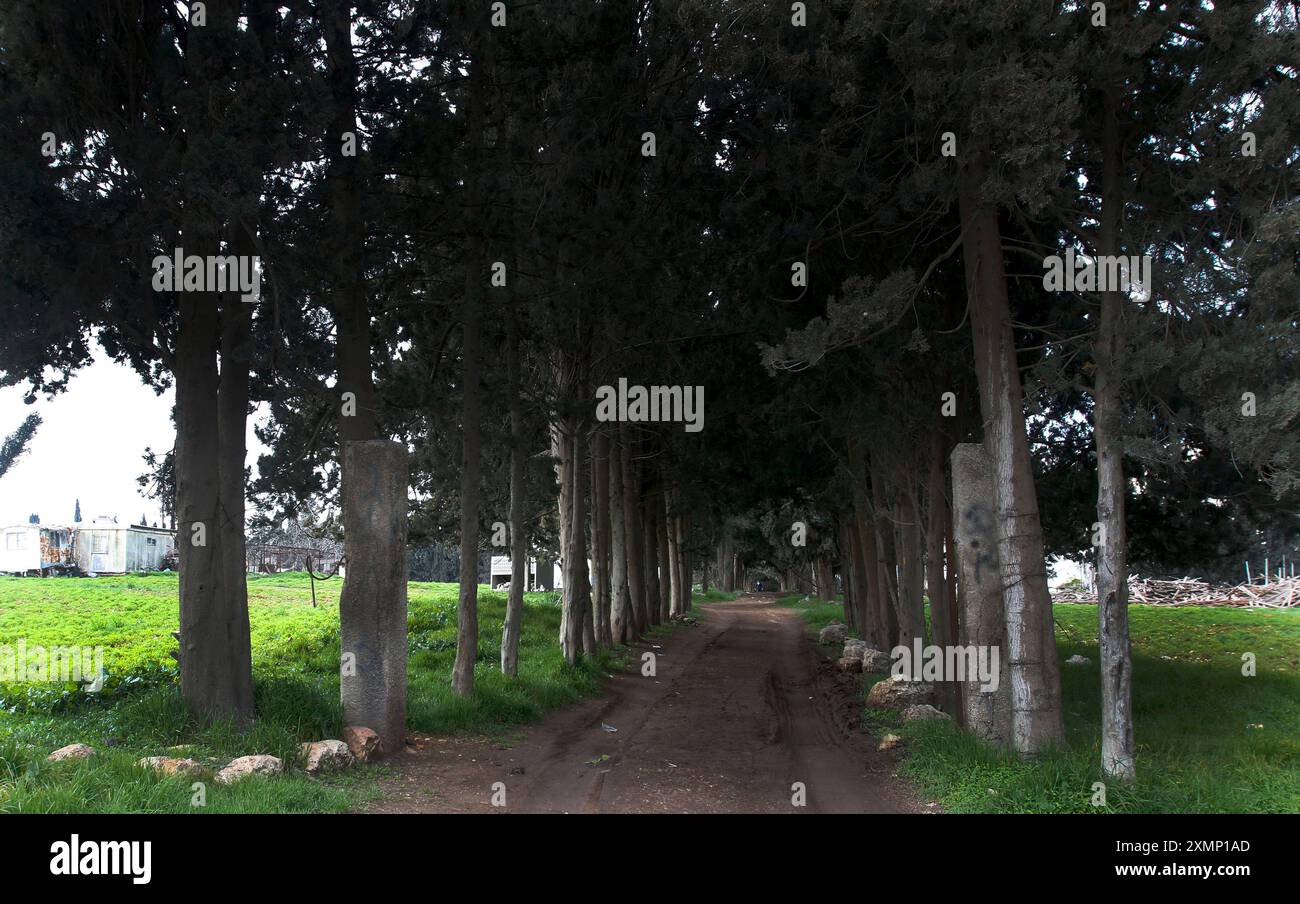 Country road between cypress trees on a farm Stock Photo - Alamy