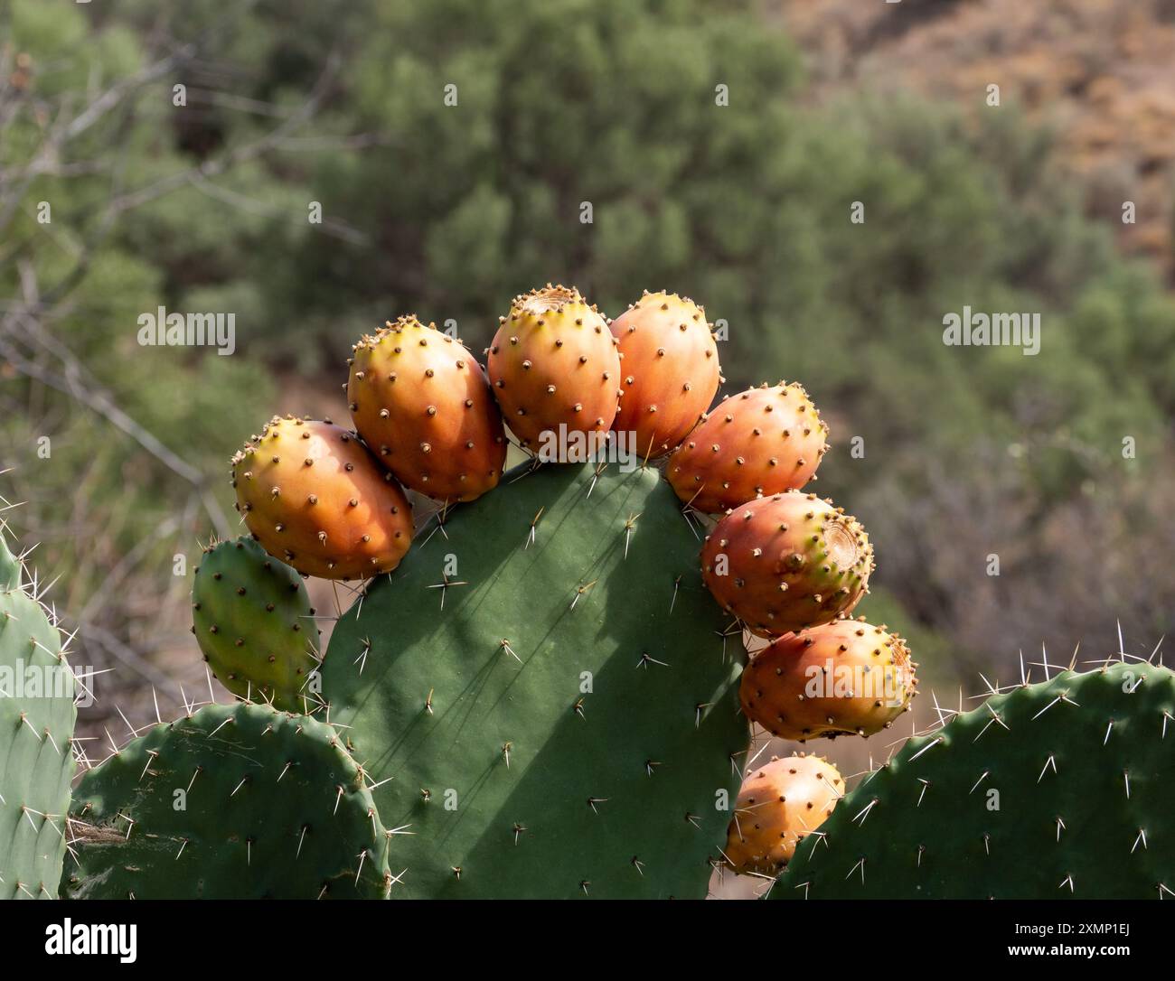 Opuntia also known as Prickly pear cactus are known for their flavorful ...