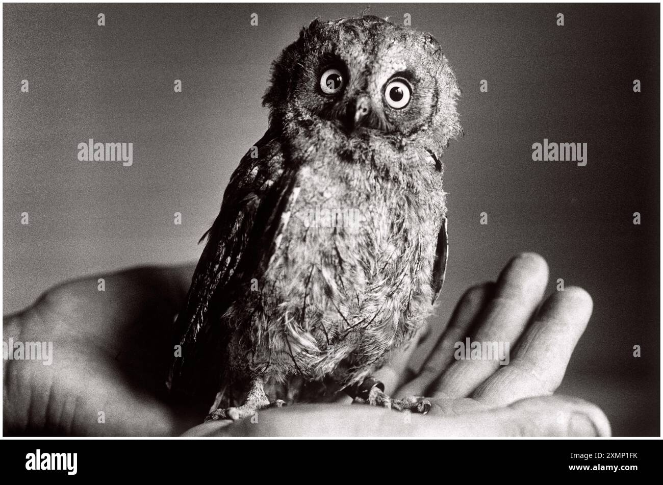 Baby bird looking Cut Out Stock Images & Pictures - Alamy