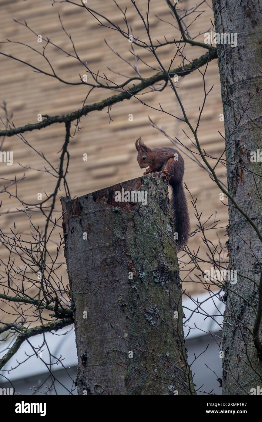 Squirrel sitting on log in park environment Stock Photo - Alamy
