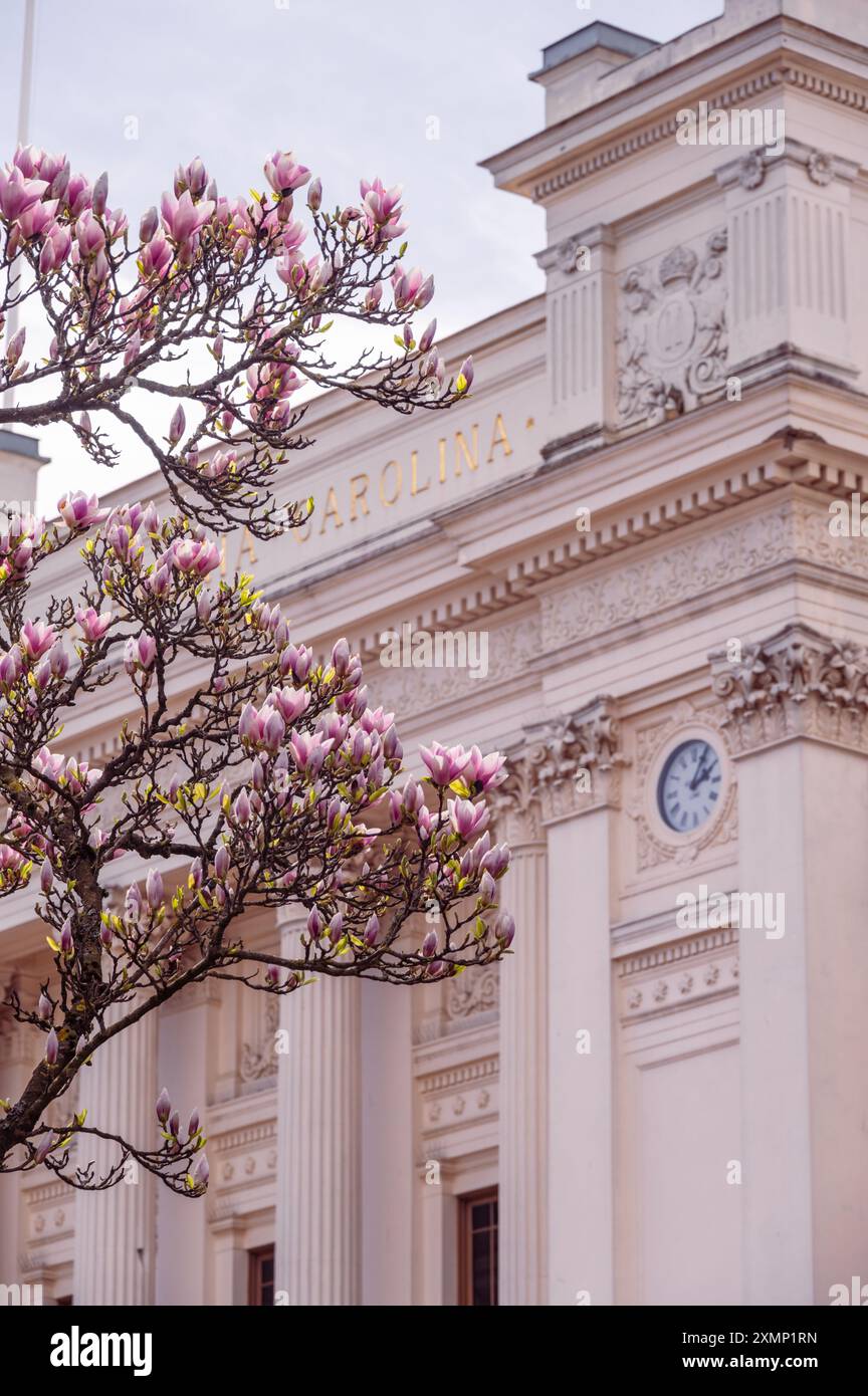 Magnolia tree flowers in full bloom in front of the university building ...