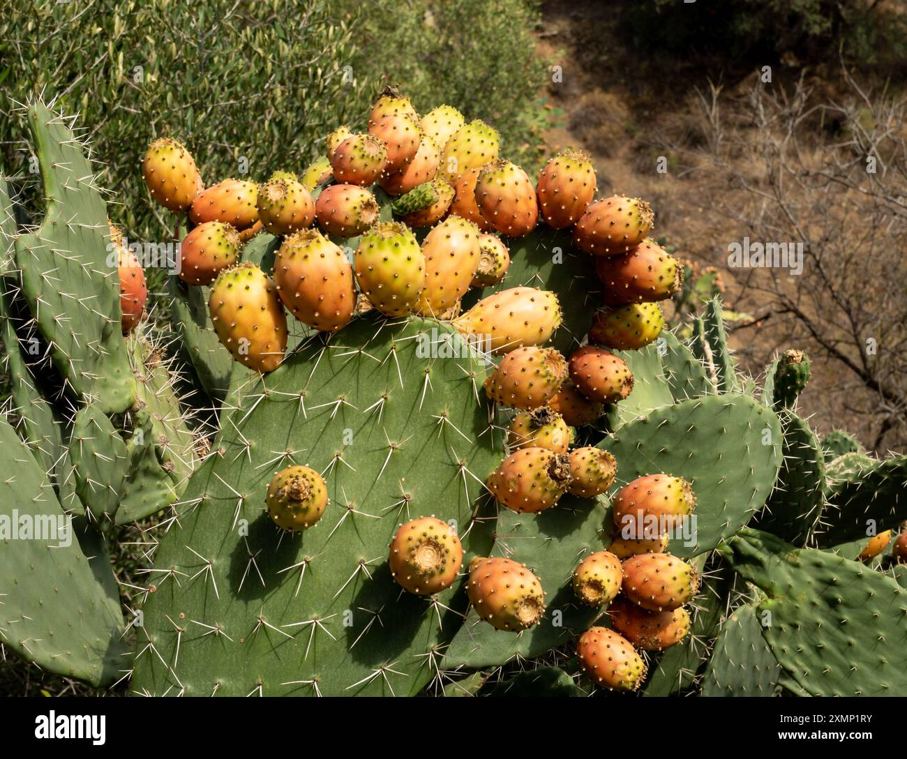 Opuntia also known as Prickly pear cactus are known for their flavorful ...