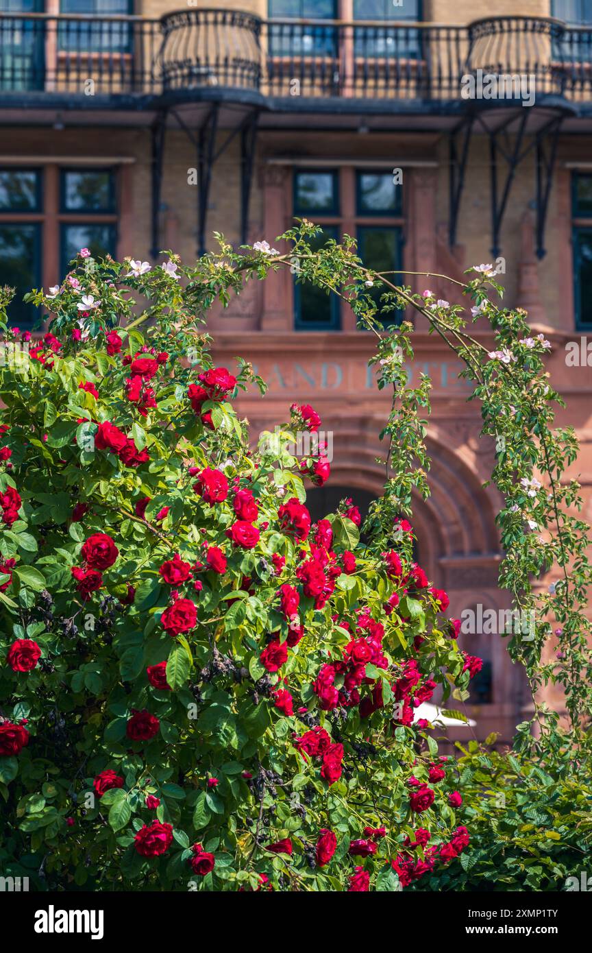 Red rose flower bush in front of the Grand Hotel in Lund Sweden on a ...
