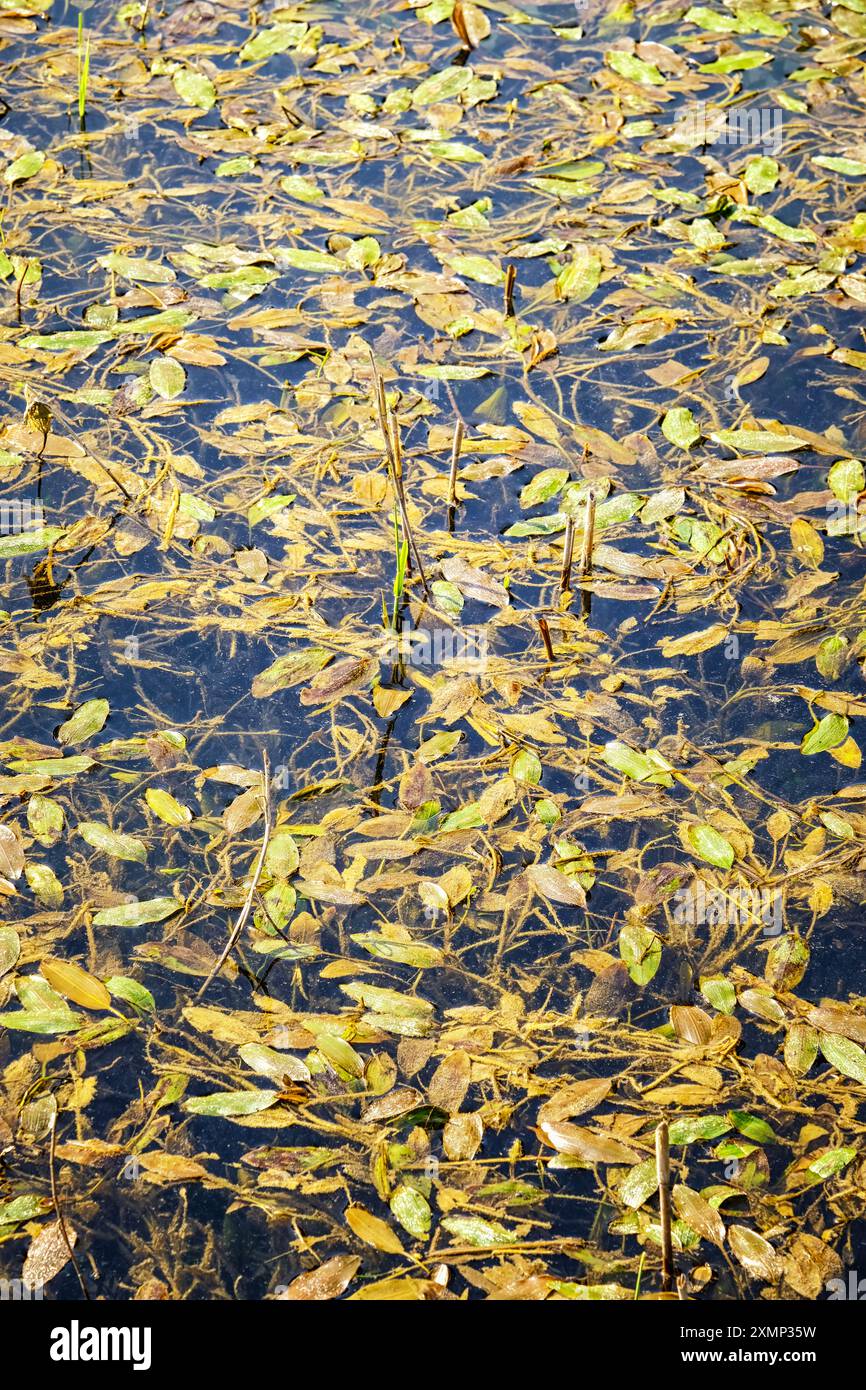 Sewage floating hi-res stock photography and images - Alamy