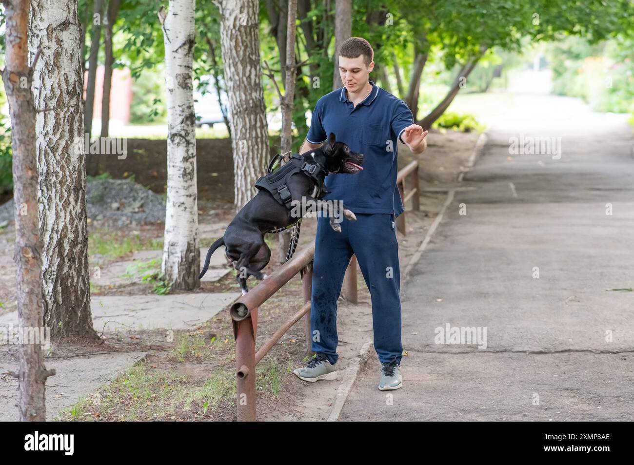 Pitbull aggressive jump hi-res stock photography and images - Alamy