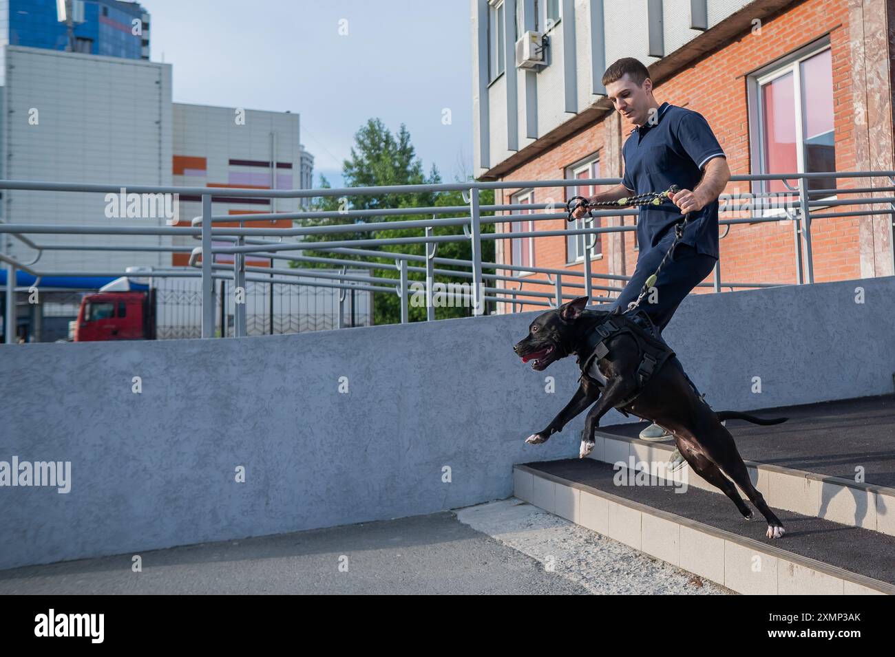 A Caucasian man trains his pit bull terrier dog to jump Stock Photo - Alamy