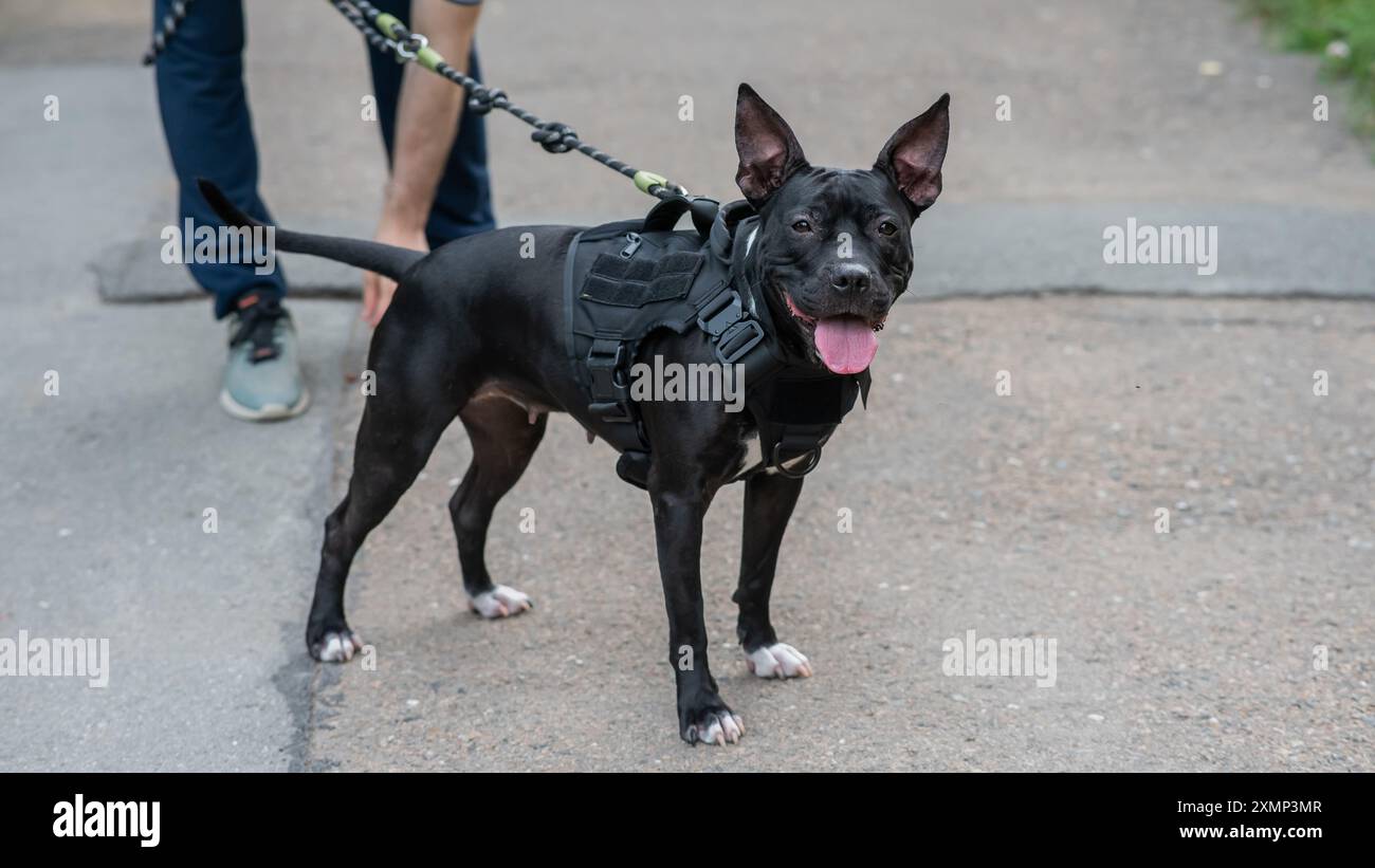 Pitbull terrier fight hi-res stock photography and images - Alamy
