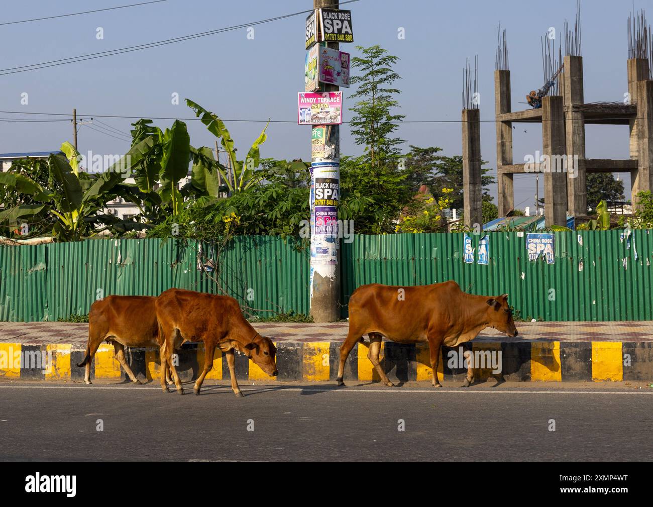 Cow cattle livestock bangladesh hi-res stock photography and images - Alamy