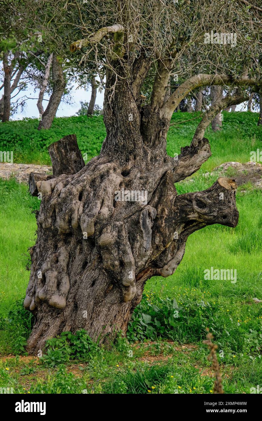 Ancient Olive Tree Trunk with Gnarled Texture in Verdant Landscape ...