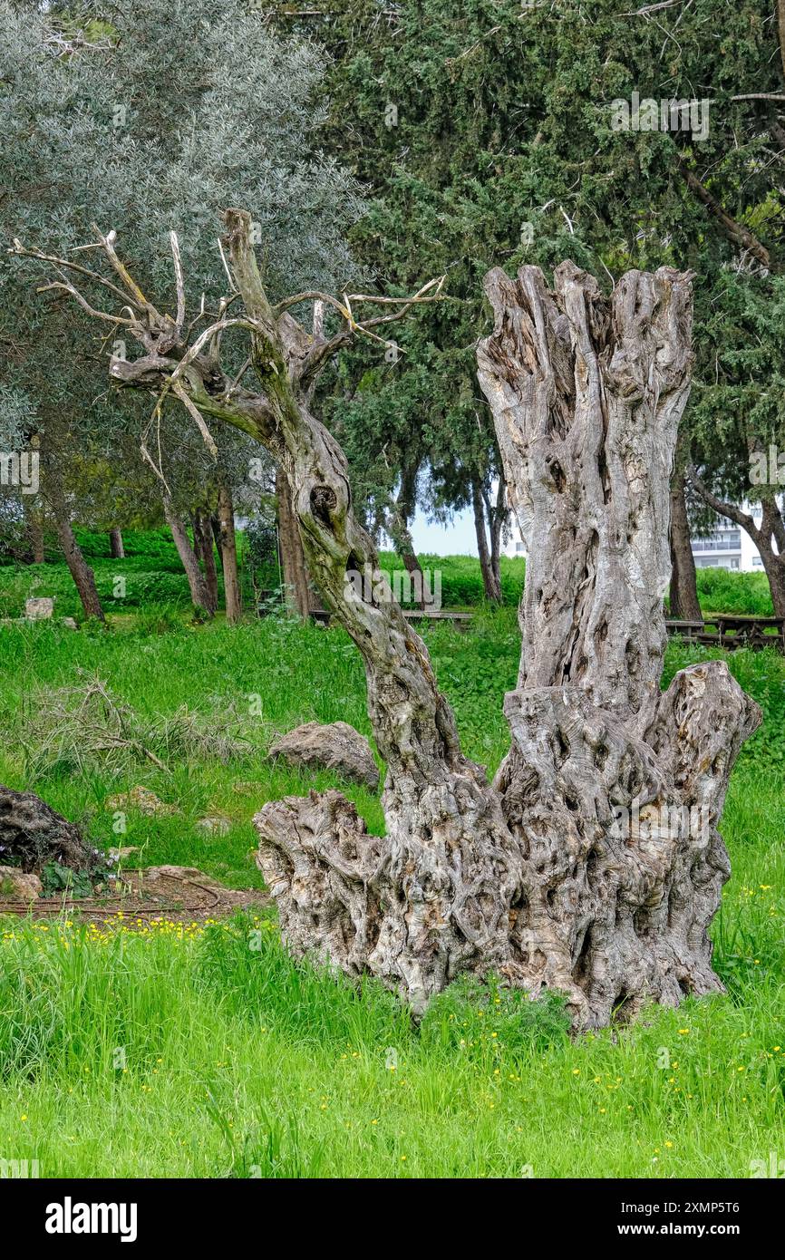 Ancient Olive Tree Trunk with Gnarled Texture in Verdant Landscape ...