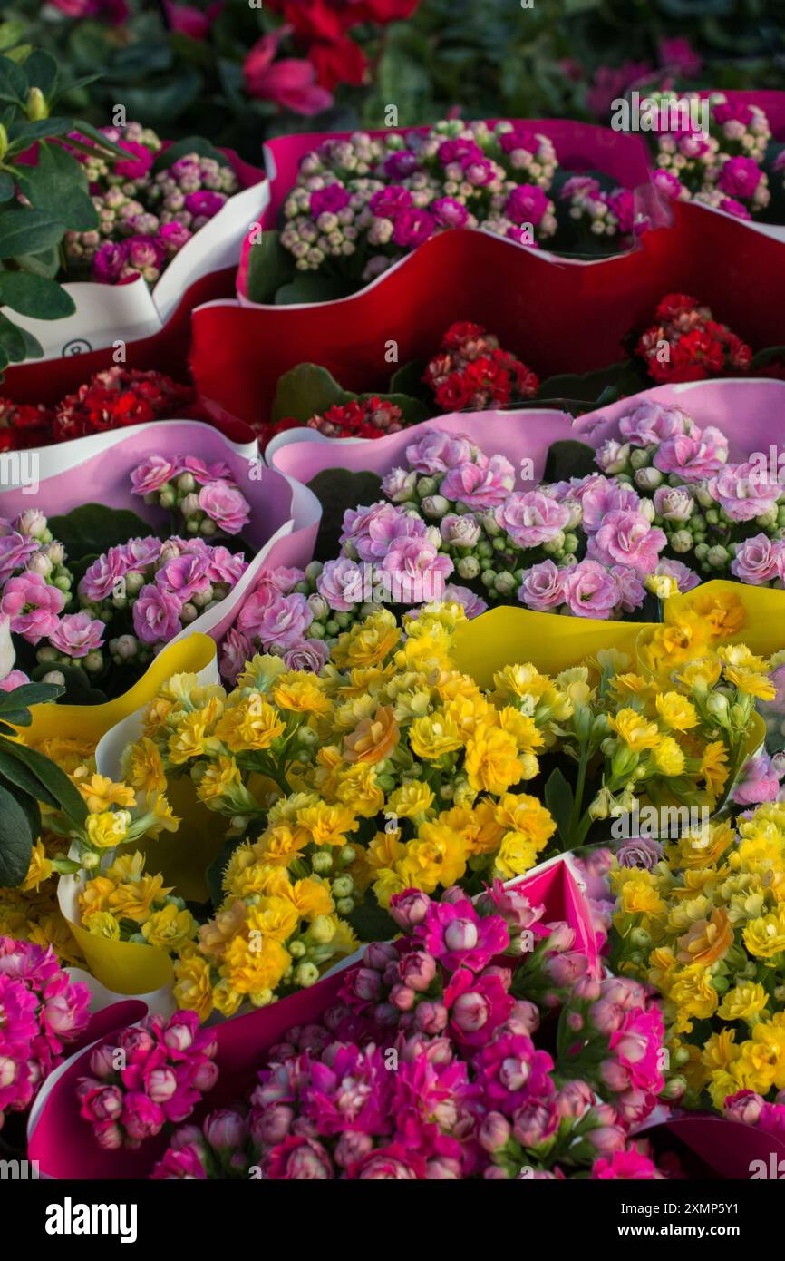 Beautiful colorful natural spring flowers as a nature background Stock ...
