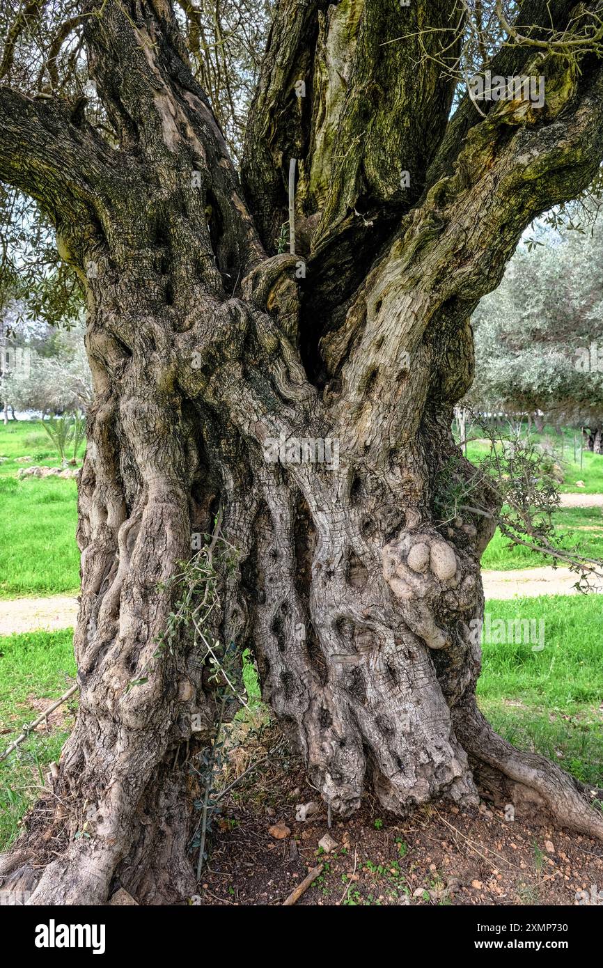Majestic and Ancient Olive Tree with Gnarled Trunk Stock Photo - Alamy