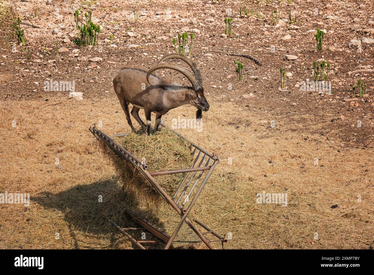 Metal hay rack hi-res stock photography and images - Alamy