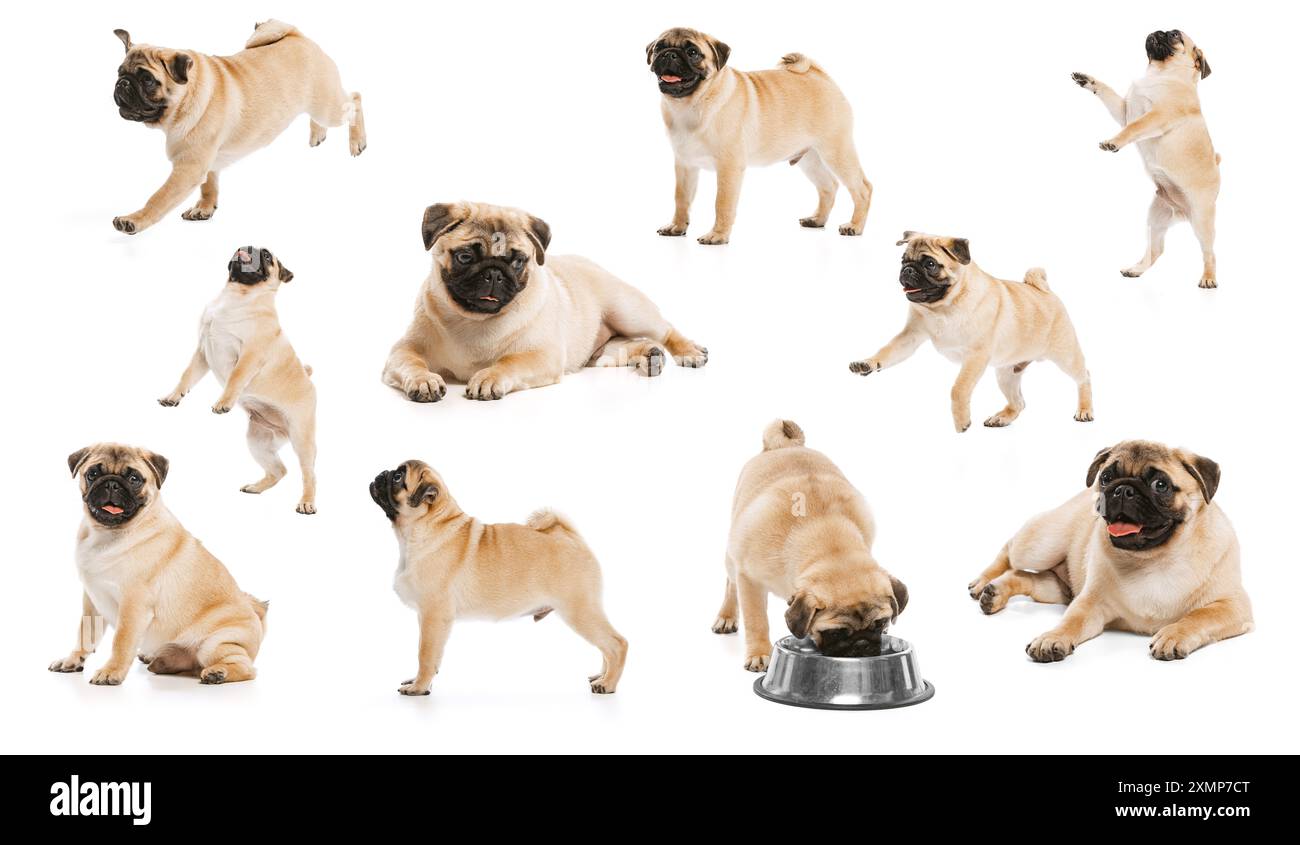 Collage made from images of funny, cute, well-groomed pug having fun ...
