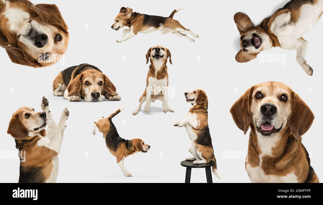 Collage. Beagle in various poses, jumping, sitting, lying down, and ...
