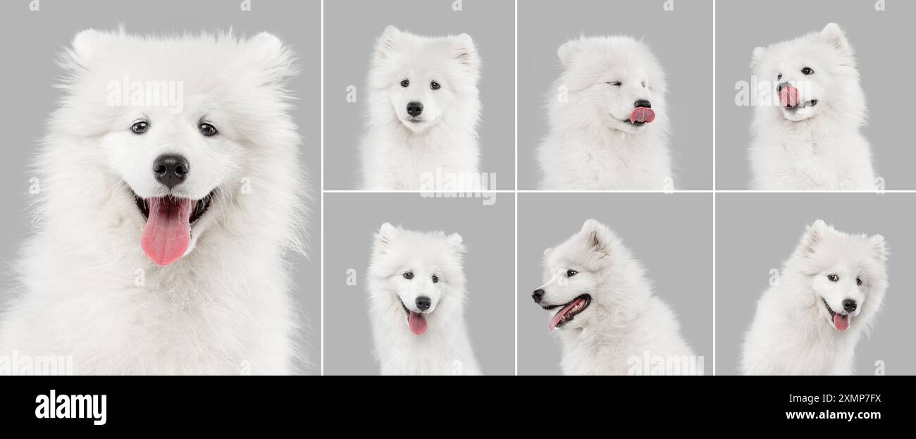 Collage made of portrait of funny, curious white Siberian Husky ...