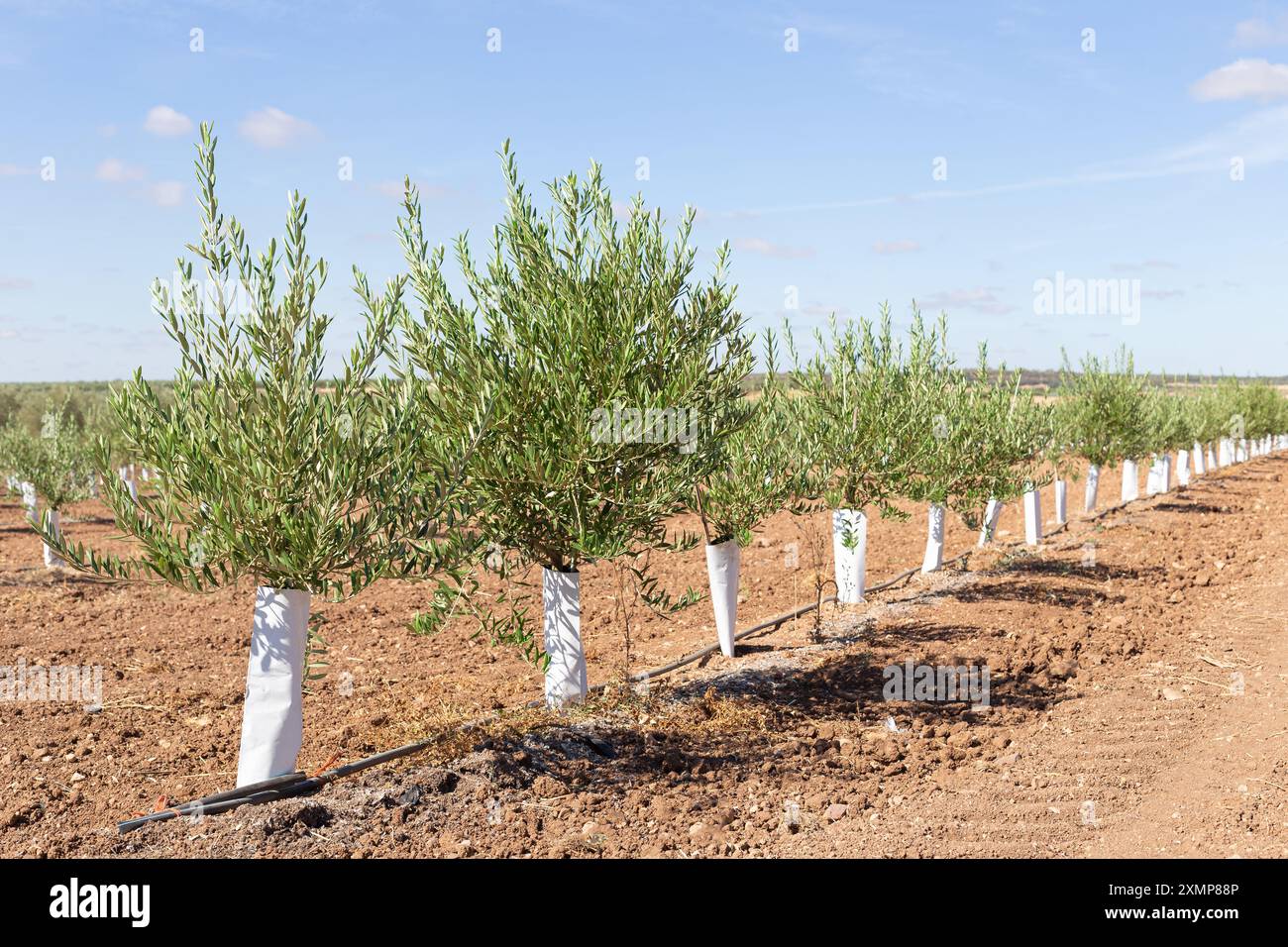 Small olive trees hi-res stock photography and images - Alamy