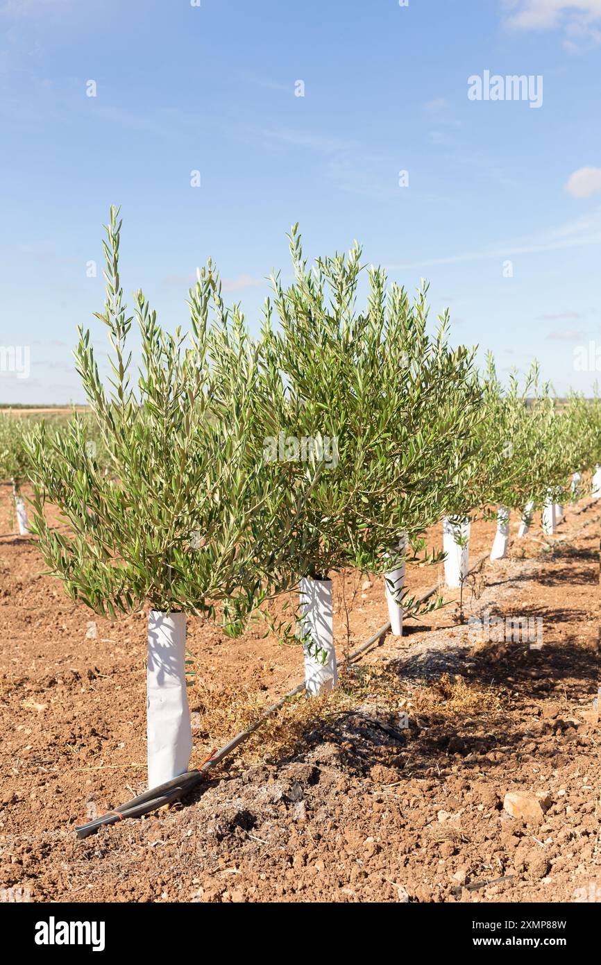 Planting of small olive trees. They still have their white cover. Are ...