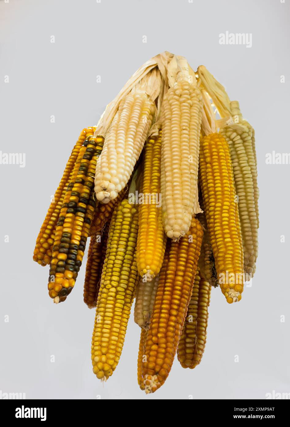 Dry corn on the cob kernels are peeled Stock Photo - Alamy