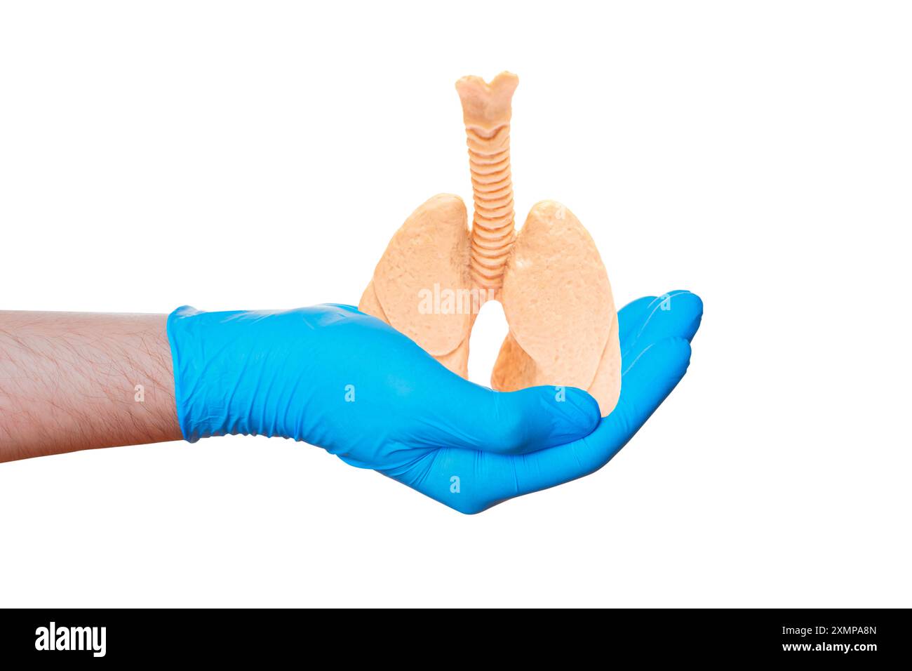Lung model hi-res stock photography and images - Alamy