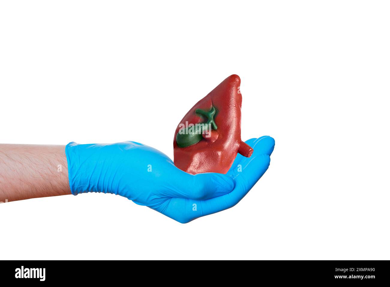 Real human kidney anatomy hi-res stock photography and images - Alamy