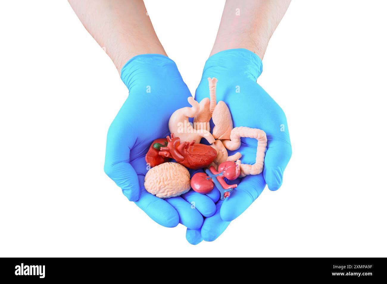 Pair of gloved hands presenting a collection of anatomical models of ...