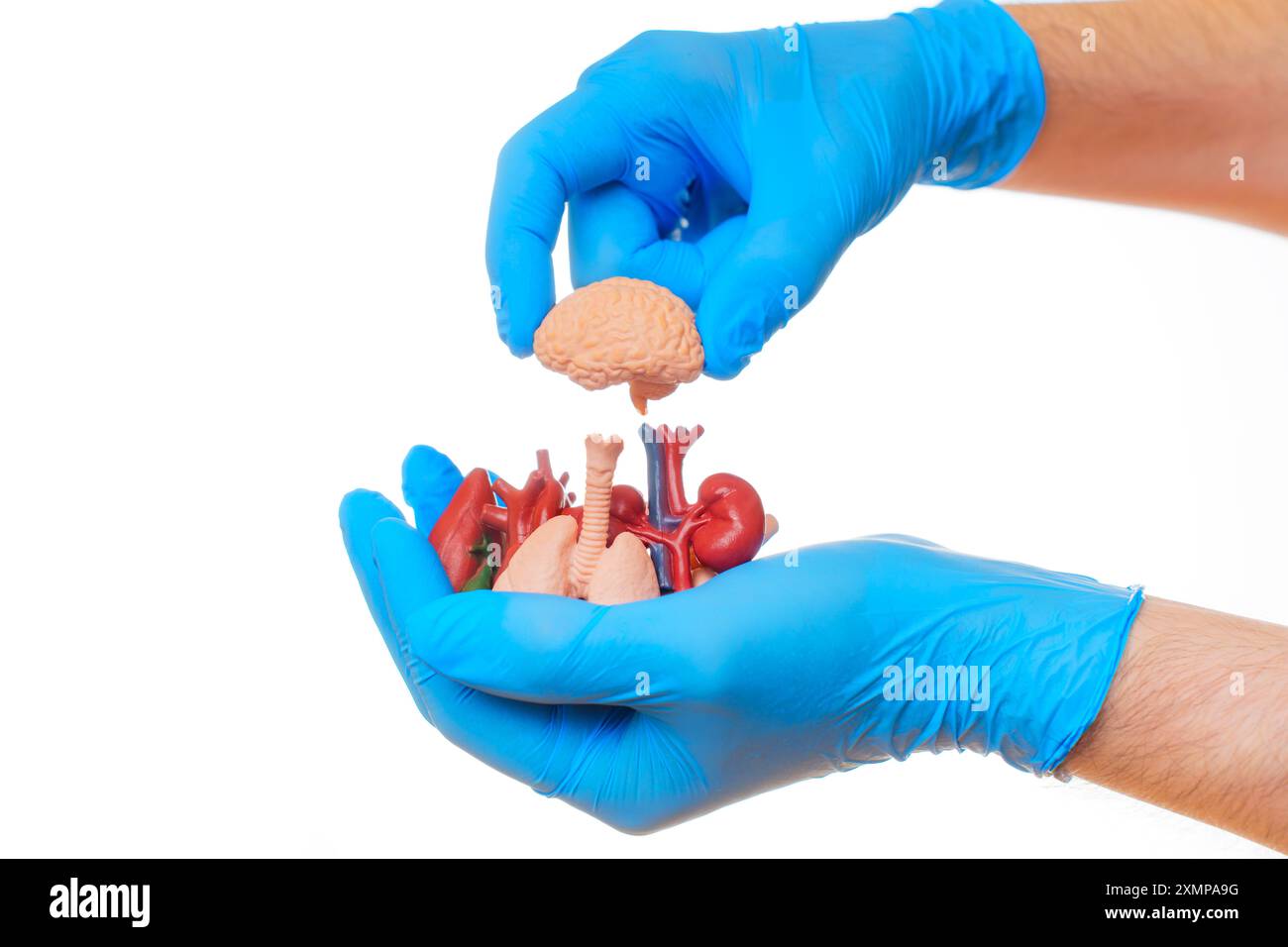Gloved hand carefully placing a brain model among various anatomical ...