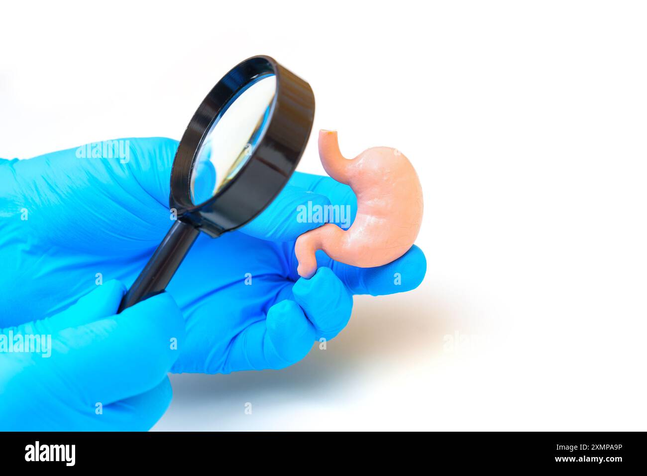Stomach model held by gloved hand under magnifying glass. Represents ...