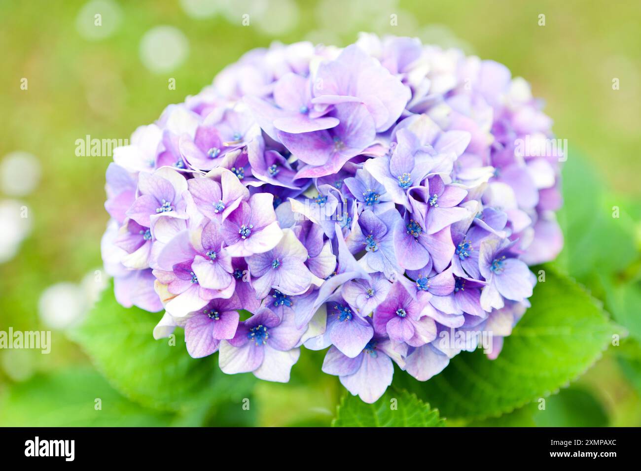 Hydrangea -Blue bushy deciduous shrub boasting large, bright blue ...